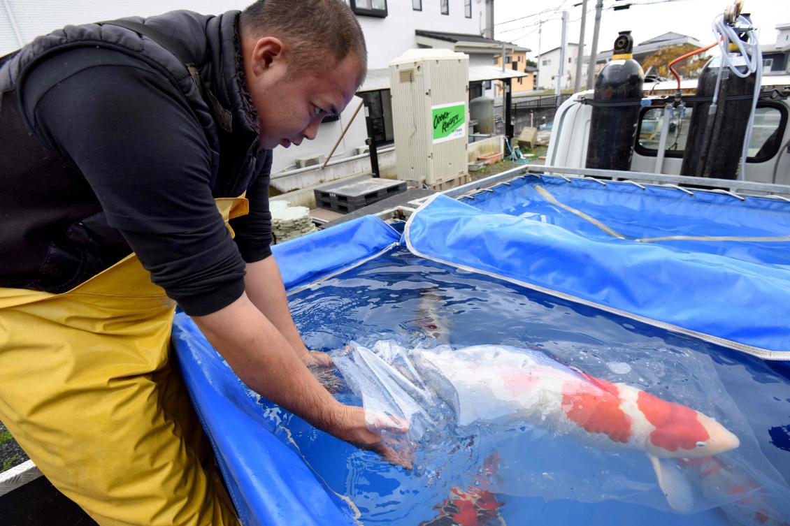 Koi story: priceless Japanese fish make a splash | Arab News