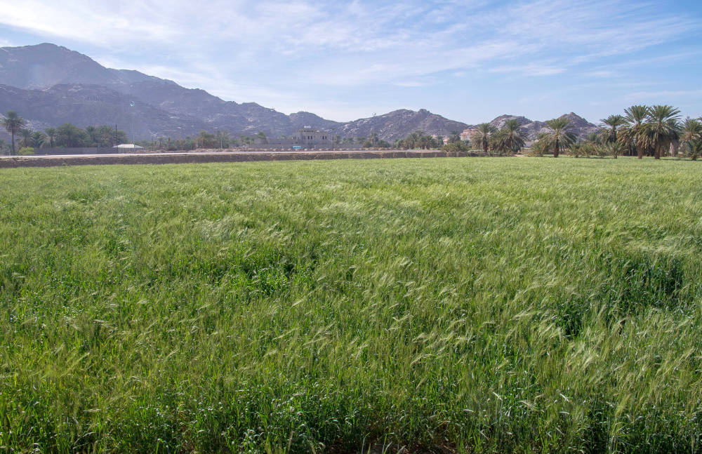 Workshop to study Saudi Green Initiative afforestation plan | Arab News