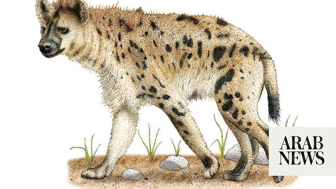 Hyena has last laugh: Restaurant selling its meat shut | Arab News