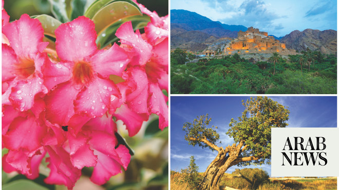 How the Saudi Green Initiative seeks to turn the desert green | Arab News