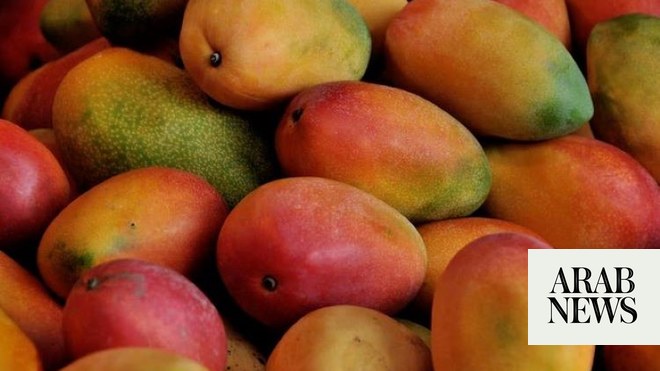 Al-Qunfudah celebrates mango festival as production grows | Arab News