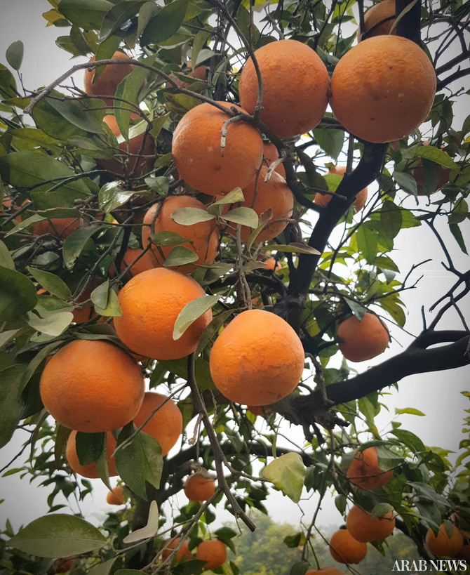 Hundreds throng to Kot Momin for the Orange Show | Arab News