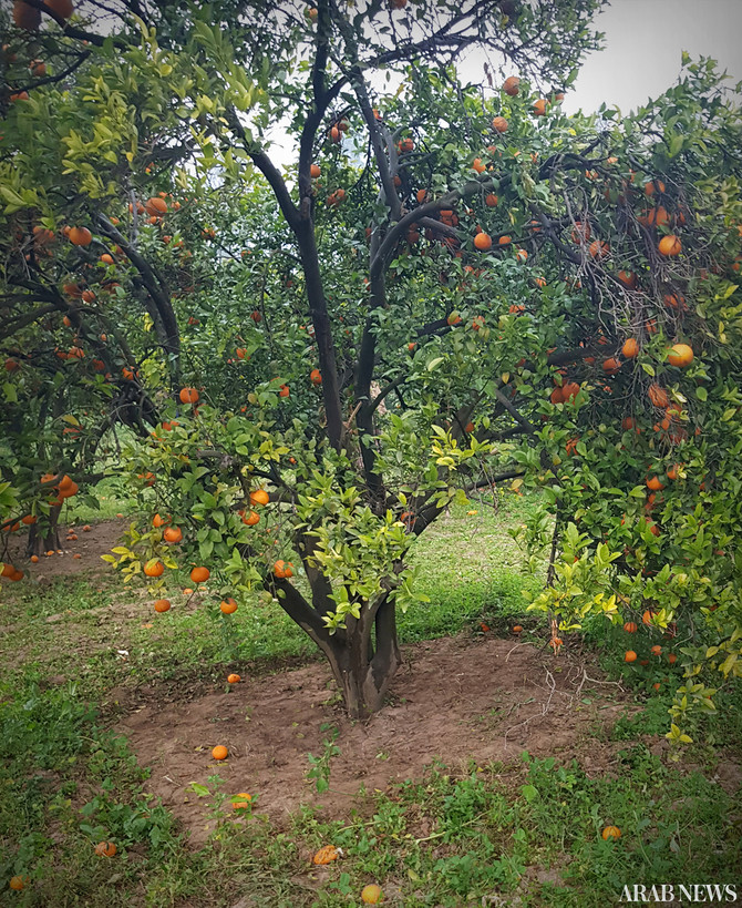 Hundreds throng to Kot Momin for the Orange Show | Arab News