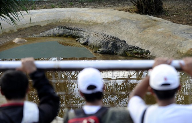 Philippine Crocodile 28 Foot