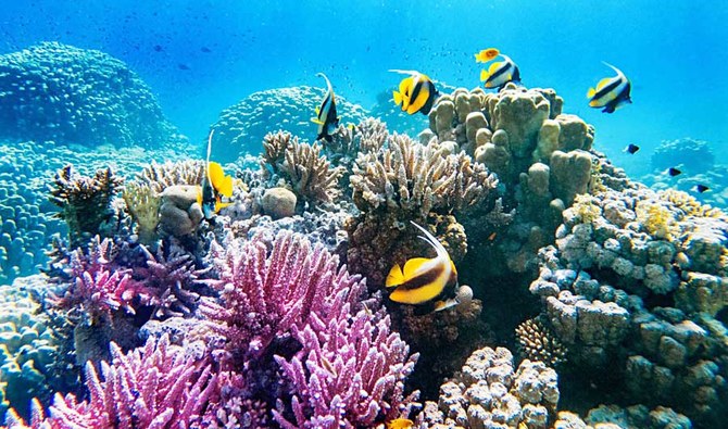 Saudi Arabia vows to protect, restore biodiversity | Arab News