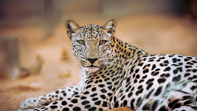 Arabian Leopard