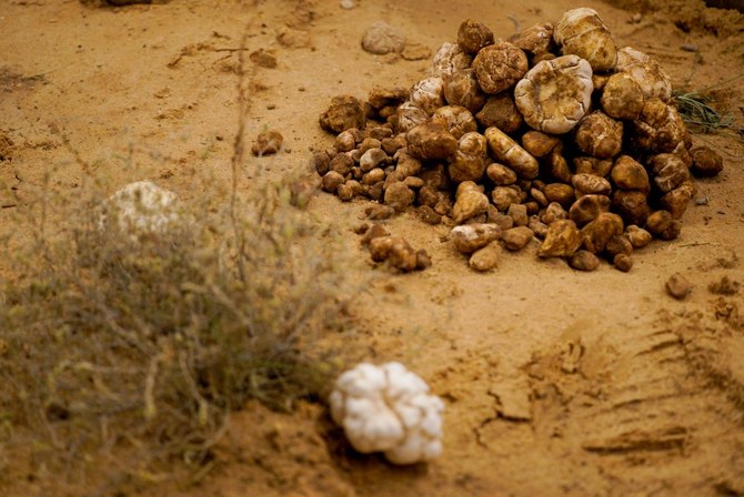 Truffle festival in Riyadh showcases desert delicacy | Arab News