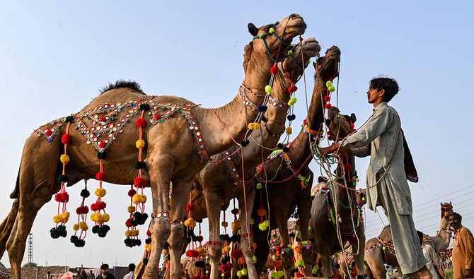 Fewer buyers for Eid camels as Pakistanis count the rupees | Arab News