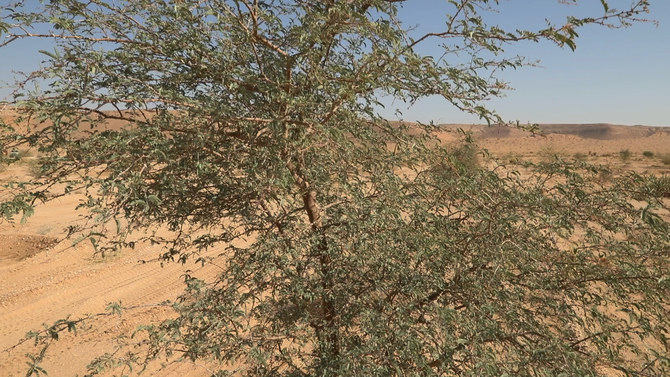 Saudi Arabia to plant 100 million mangrove trees along its coastlines ...