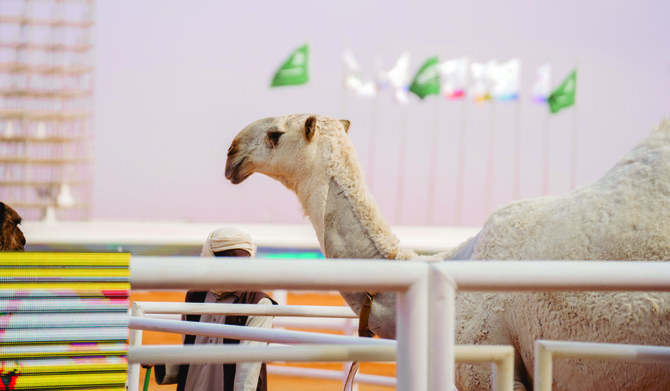 Mataya Exhibition showcases significance of camel heritage in Saudi ...