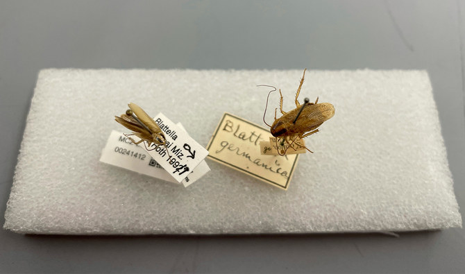 How cockroaches spread around the globe to become the pest we know ...