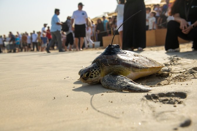 21 endangered turtles released into Arabian Gulf for World Sea Turtle ...