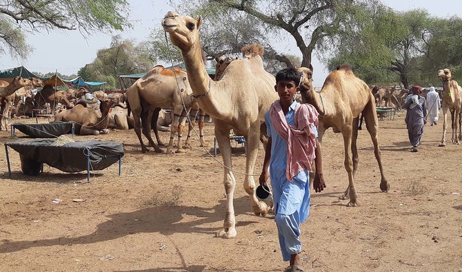 For some Pakistanis, camels make a bigger, better and more expensive ...
