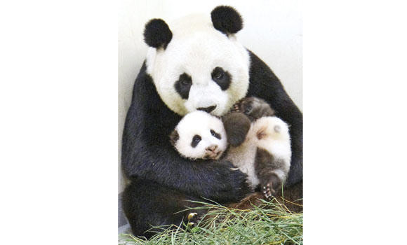 Breeding blow as Aussie panda passions run low | Arab News