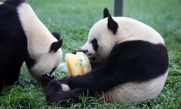 Chinese ‘Giant panda channel’ coming to Internet: Xinhua | Arab News