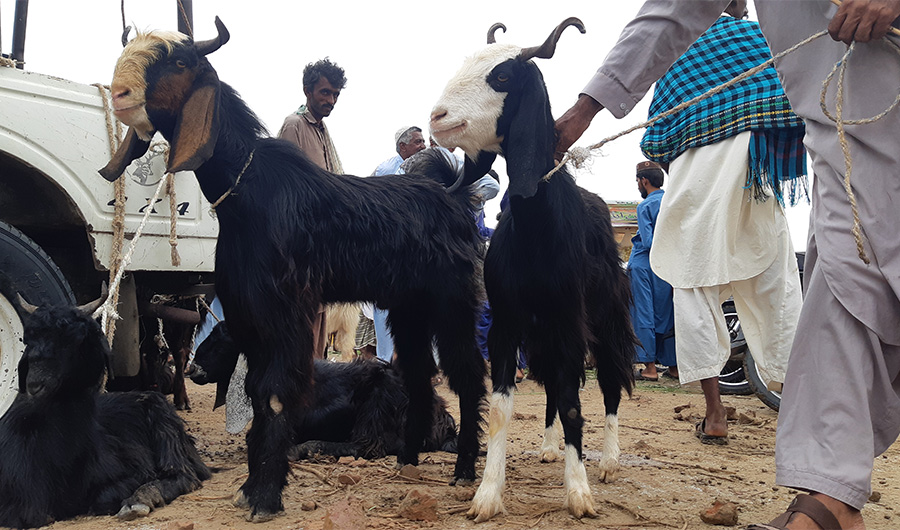 Sacrificial animals raised on organic diet ‘double’ Eid celebrations in ...