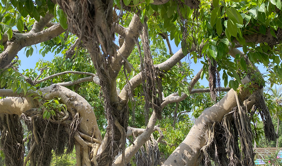 'Forest of towers' puts Karachi’s ancient banyan trees at risk | Arab News