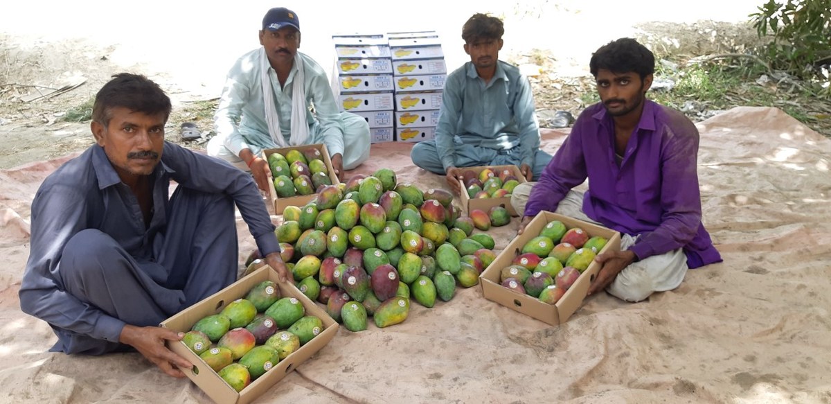 Pakistani grower says new ‘low-sugar’ mangoes suitable for diabetes but ...