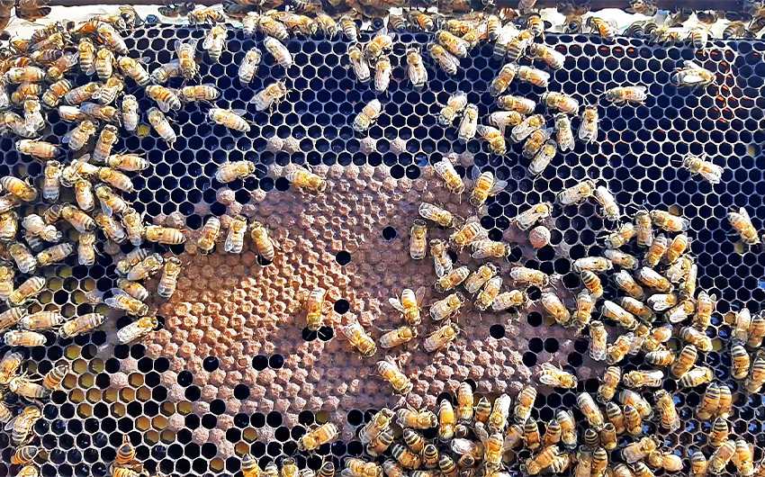Beekeeping thrives in Pakistan with $6 million in honey exports to ...