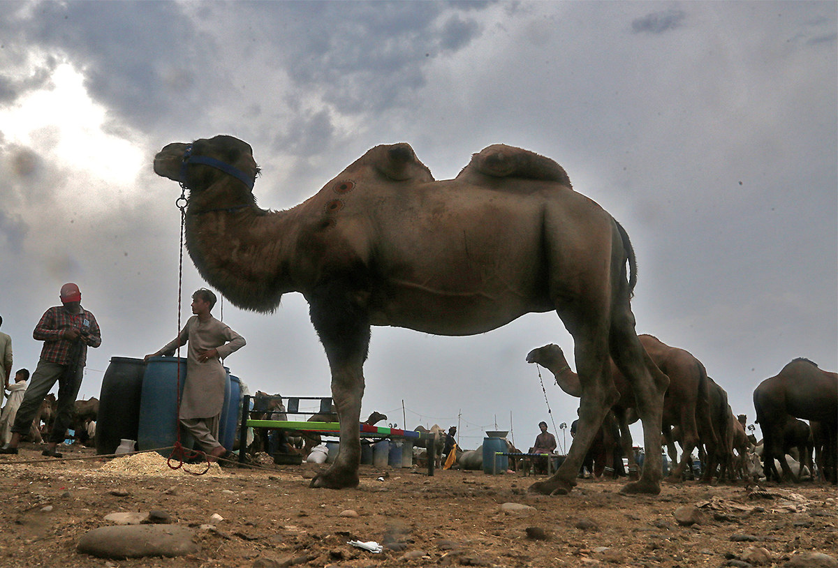 At Pakistan’s largest cattle market, ‘Turkish’ double-humped camels the ...