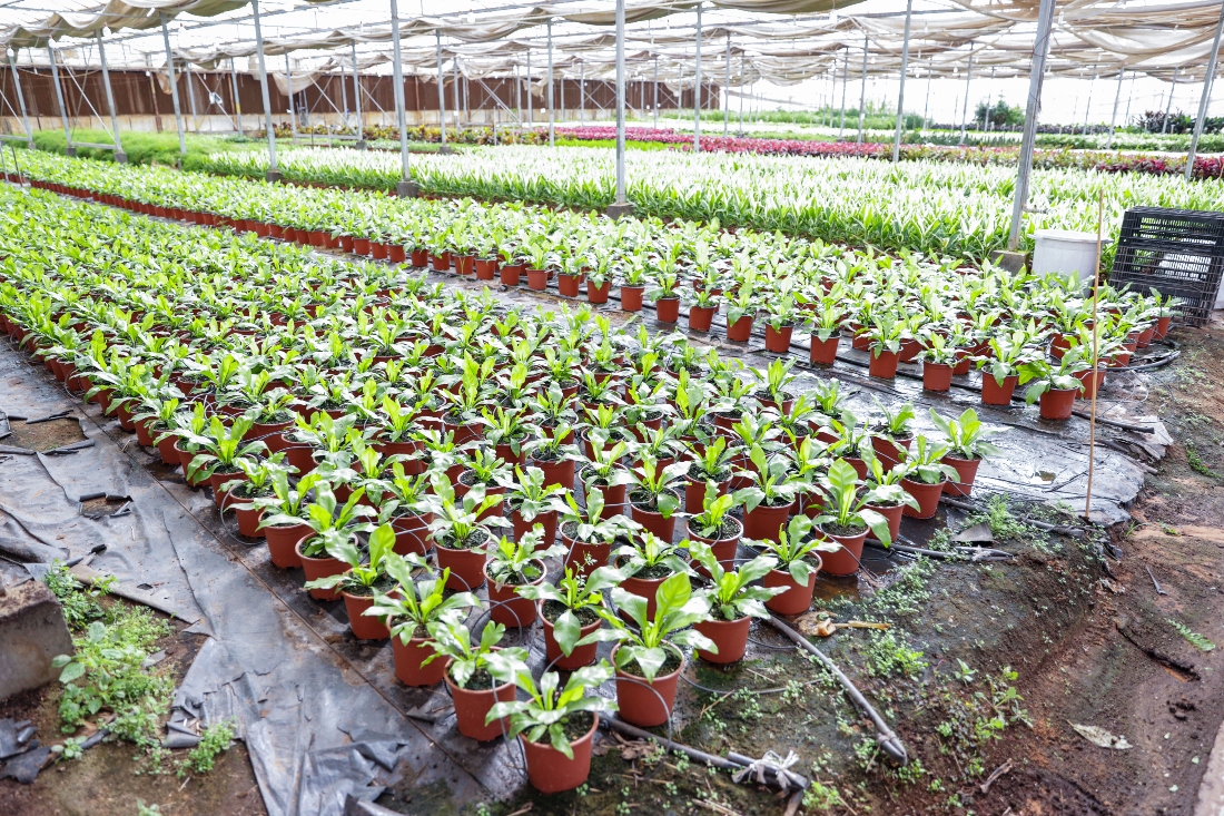 Saudi city dwellers get back to nature on Riyadh floriculture tour ...